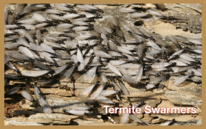 Termite Season is here in Middle Tennessee | The Bug Man